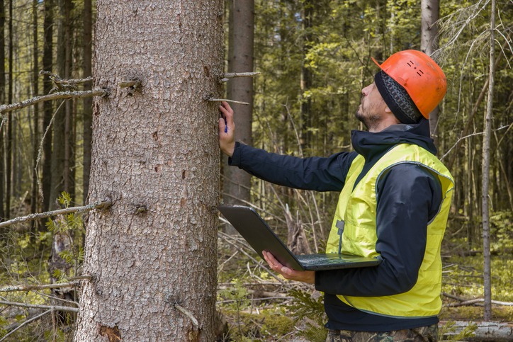 How Does Sustainable Tree Management Work? - Avenida Exchange